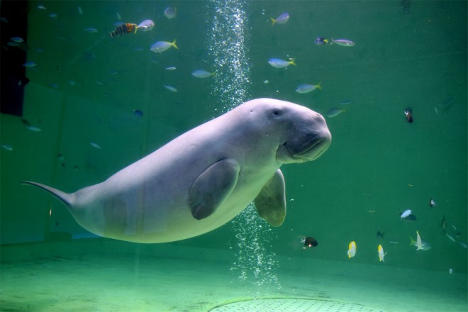 Scientists create new way to find endangered dugongs : The Asahi Shimbun