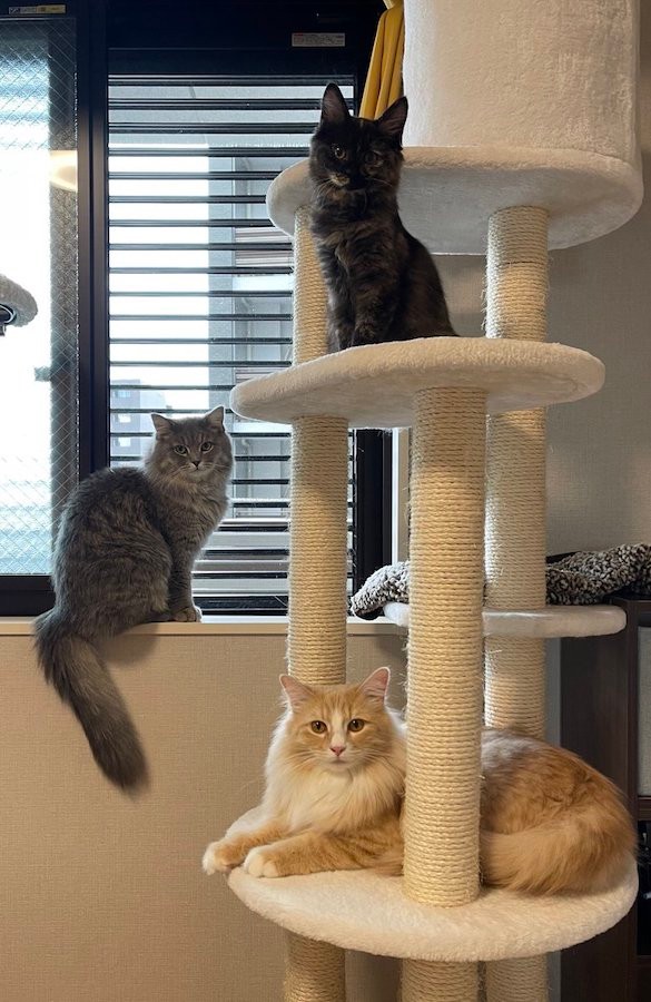 「どうやって筋トレしろと？」腹筋を妨害する猫さんに困惑 「ニャントレ♪」「オレ達を超えてゆけ」｜まいどなニュース