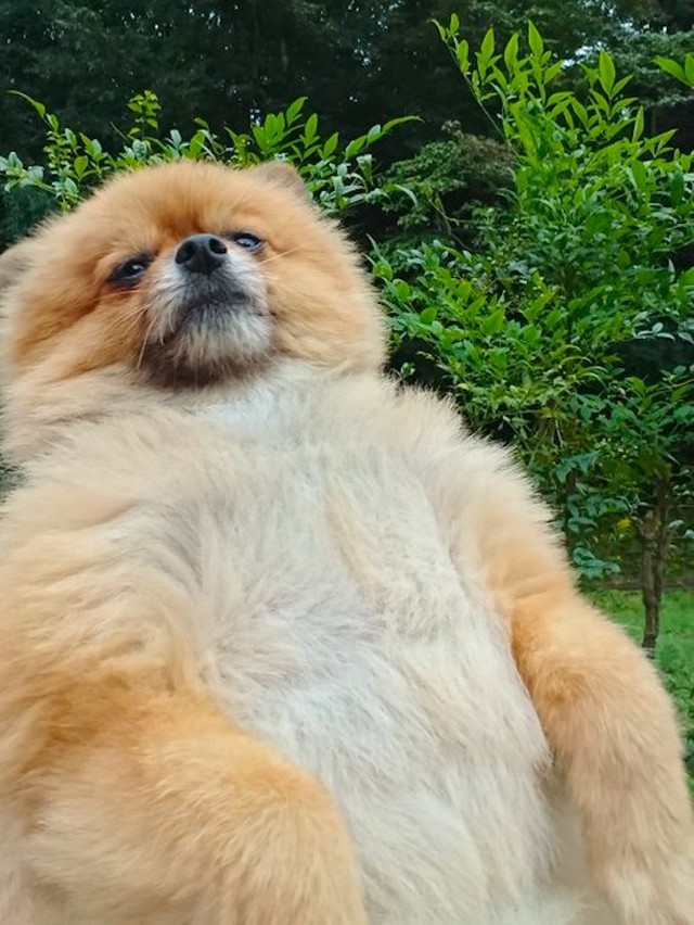 ムキムキ「マッチョ」の犬さんが、毎朝ご主人をお見送り…任務完了、抱っこでウトウトするのも可愛い｜まいどなニュース