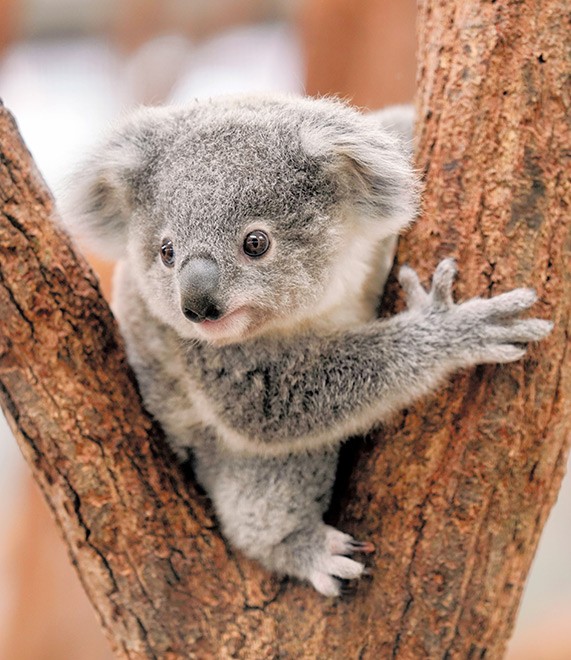 360-DEGREE LIVES: When looks can be deceiving; ever seen a koala jump ...