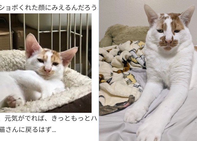 体はデカくなったが、子猫の頃から「しょぼぼ顔」！「保護猫ビフォーアフター」に爆笑 ビビリ猫は甘えん坊になりました｜まいどなニュース